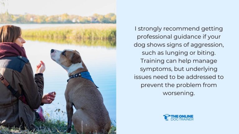 How to Stop Dog Lunging and Have a Calmer Dog on the Leash - The Online ...