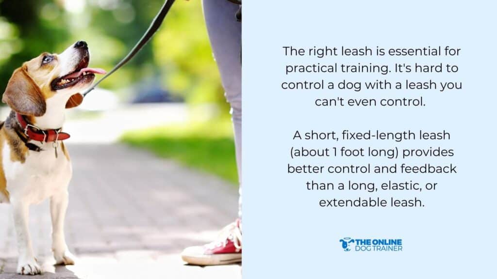 How to Stop Dog Lunging and Have a Calmer Dog on the Leash - The Online ...