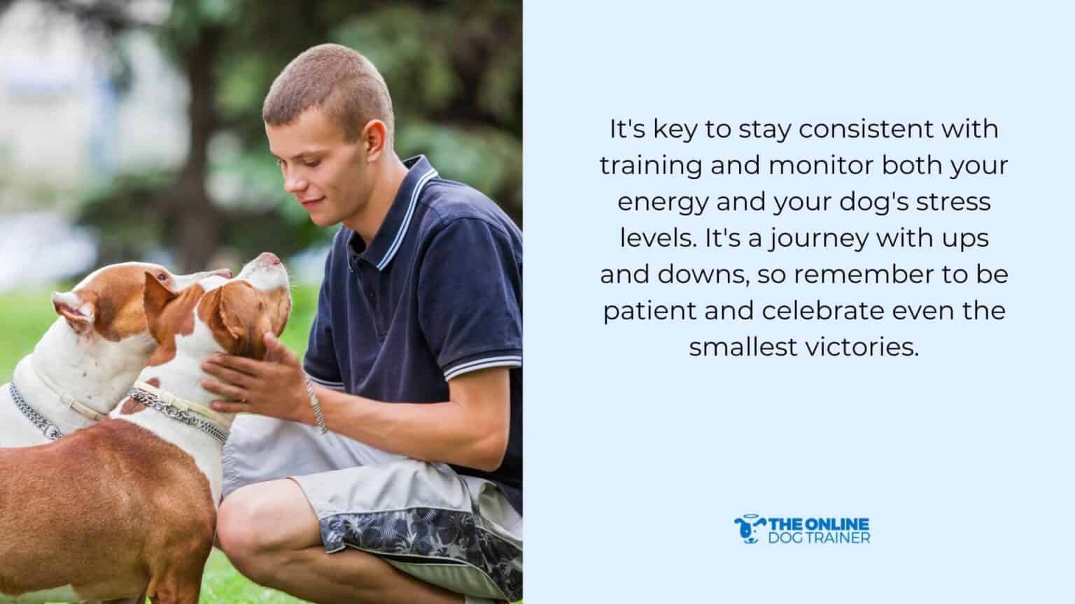 How to Stop Dog Lunging and Have a Calmer Dog on the Leash - The Online ...