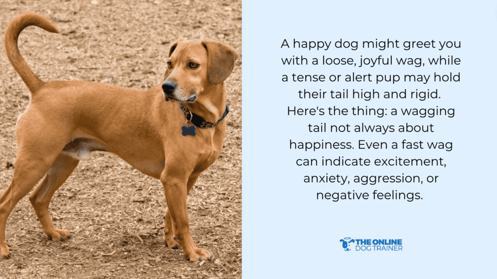 Dog Growling But Wagging Tail: What Does This Dog Behavior Mean? - The ...