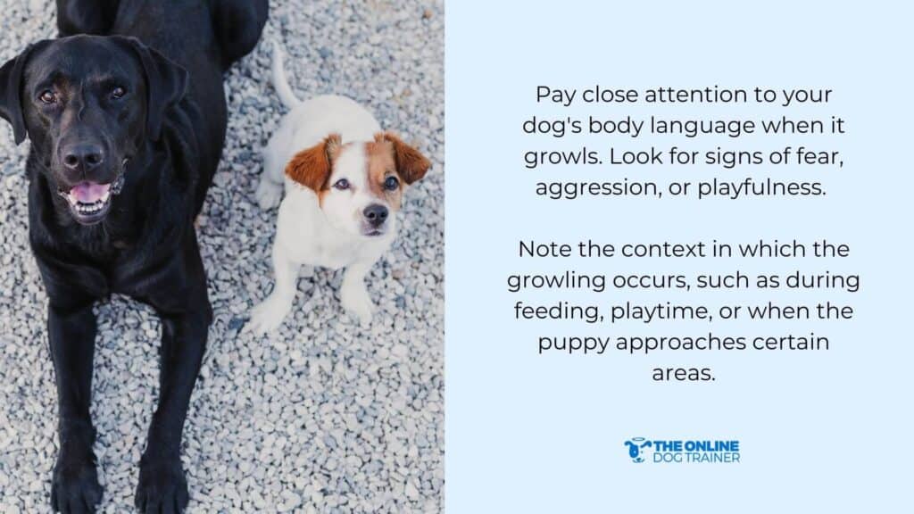 Dog Growling at New Puppy? How to Understand and Manage their Behavior ...