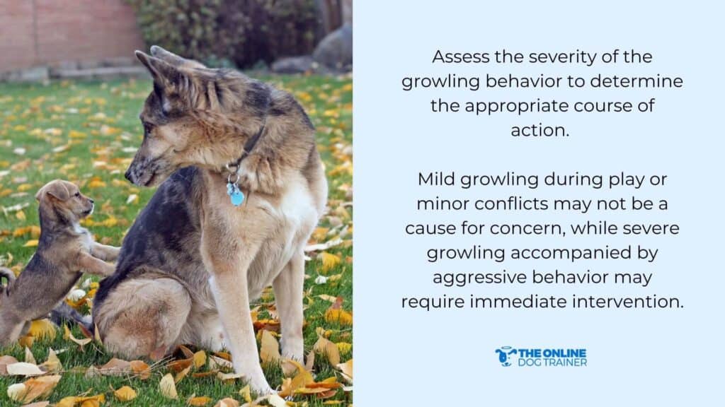 Dog Growling at New Puppy? How to Understand and Manage their Behavior ...