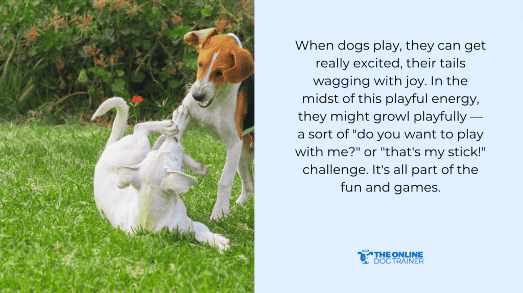 Dog Growling But Wagging Tail: What Does This Dog Behavior Mean? - The ...