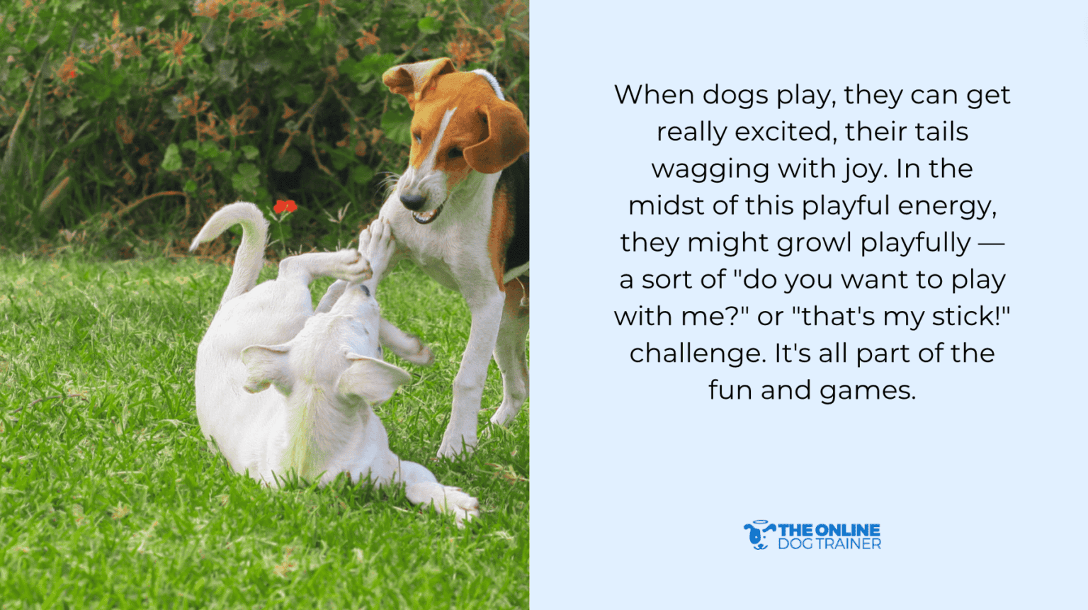 Dog Growling But Wagging Tail: What Does This Dog Behavior Mean? - The ...