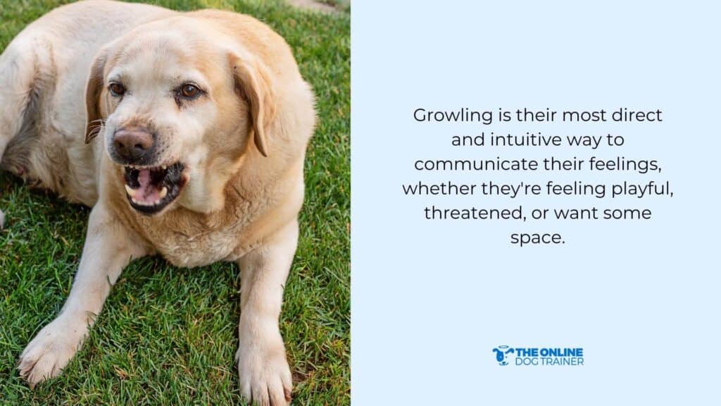 Dog Growling at New Puppy? How to Understand and Manage their Behavior ...