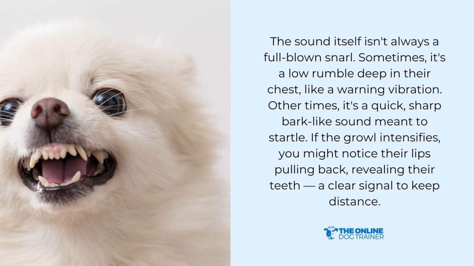 Dog Growling at New Puppy? How to Understand and Manage their Behavior ...