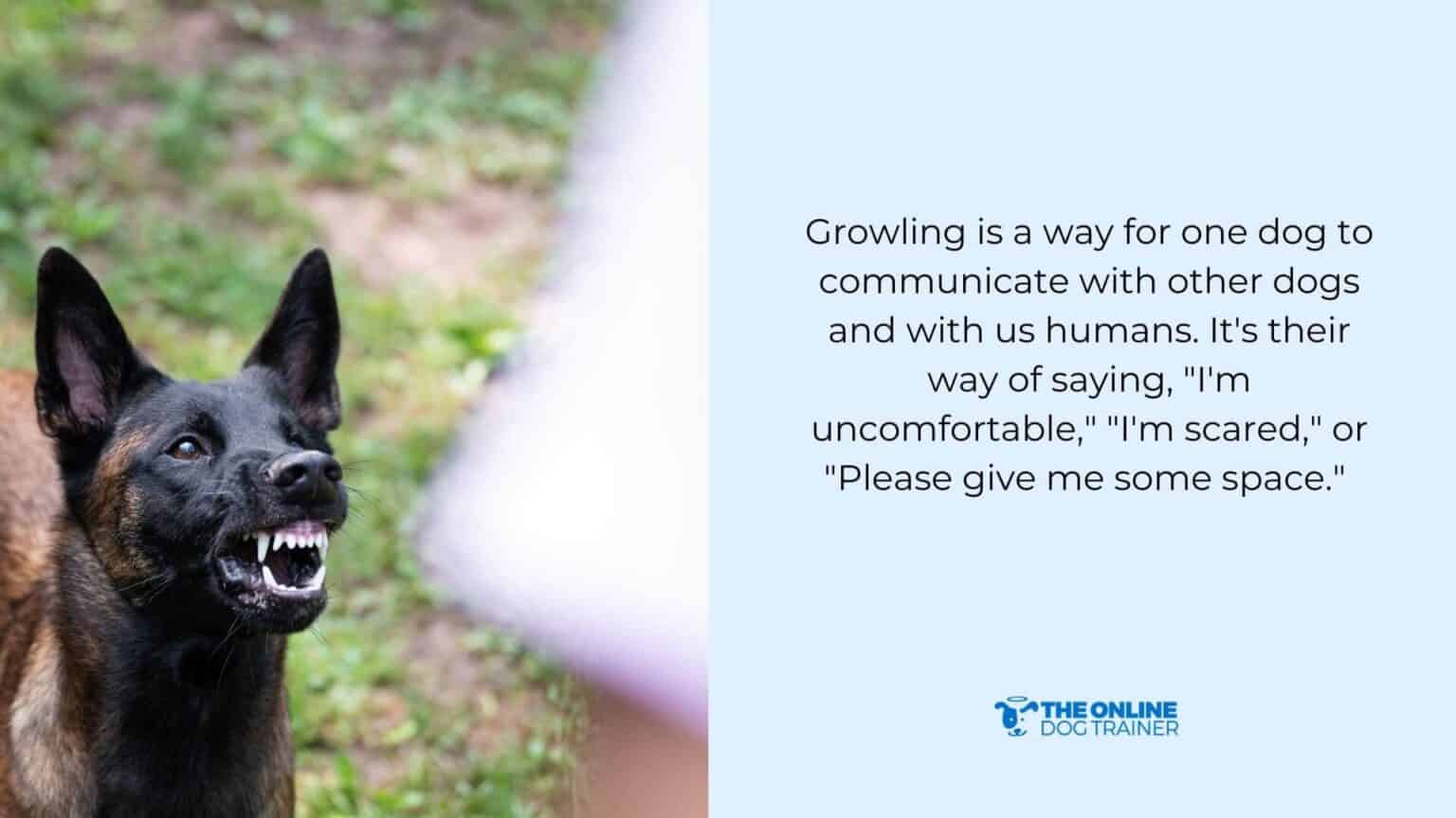 Dog Growling at New Puppy? How to Understand and Manage their Behavior ...