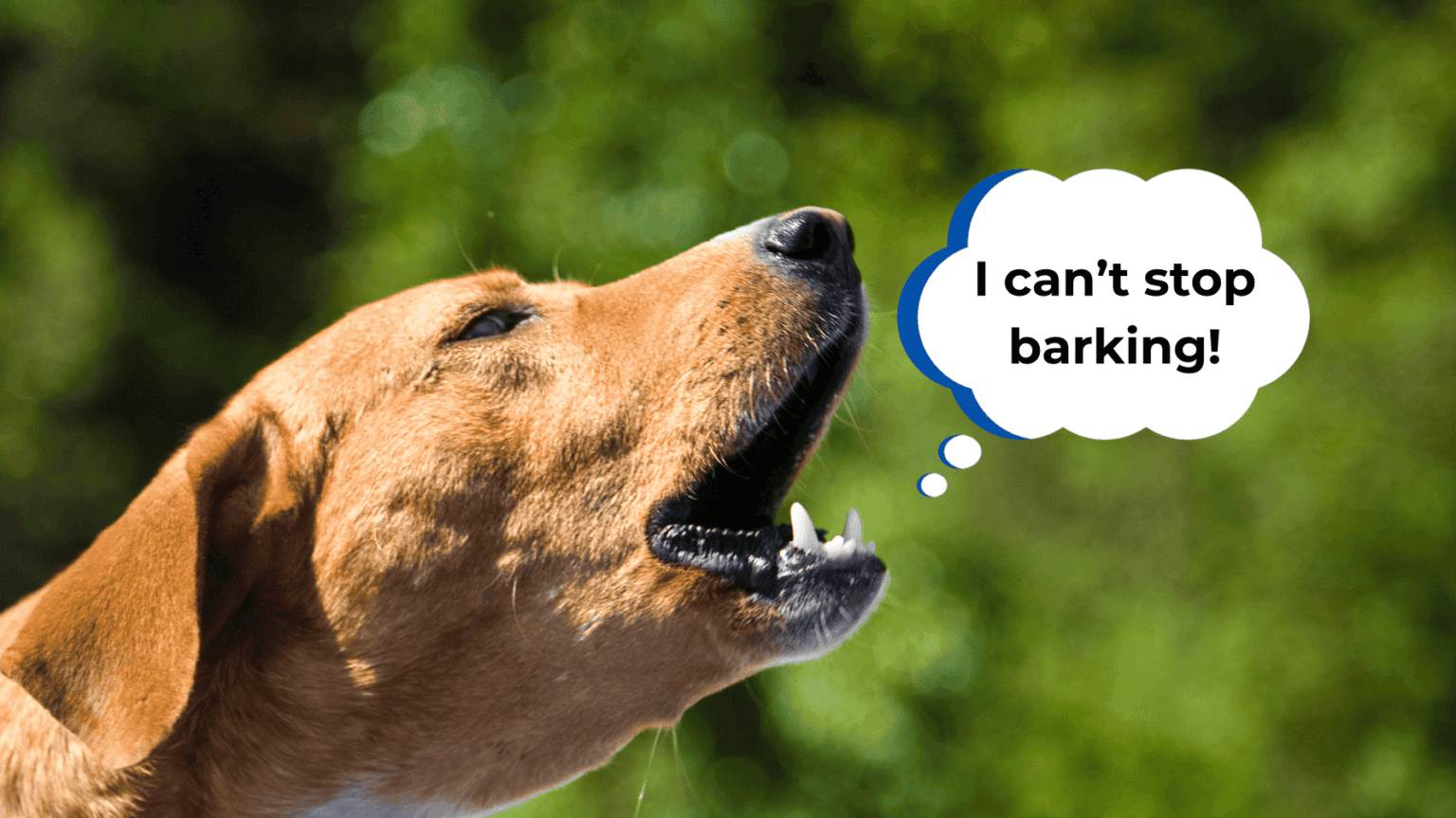 How to Stop Dog Barking in Seconds: The Training Tip That's Worked for ...