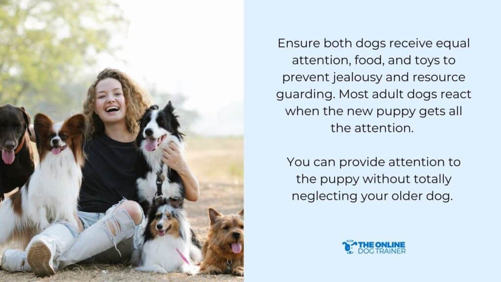 Dog Growling at New Puppy? How to Understand and Manage their Behavior ...