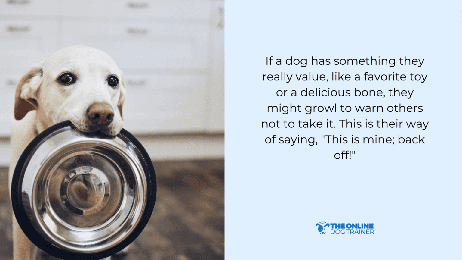 Dog Growling But Wagging Tail: What Does This Dog Behavior Mean? - The ...