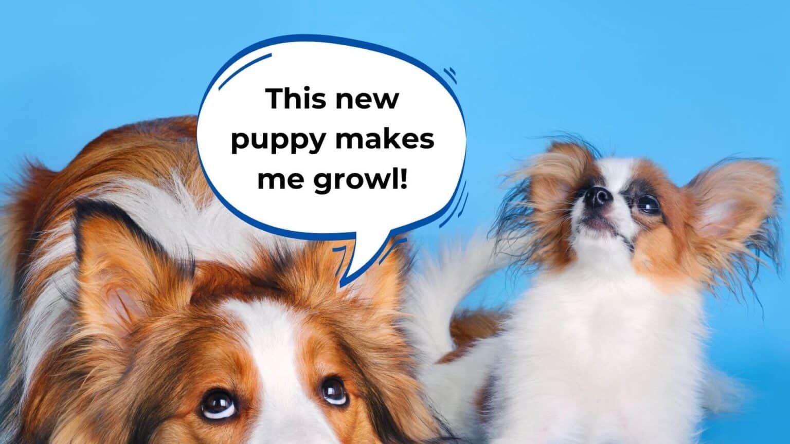 Dog Growling at New Puppy? How to Understand and Manage their Behavior ...