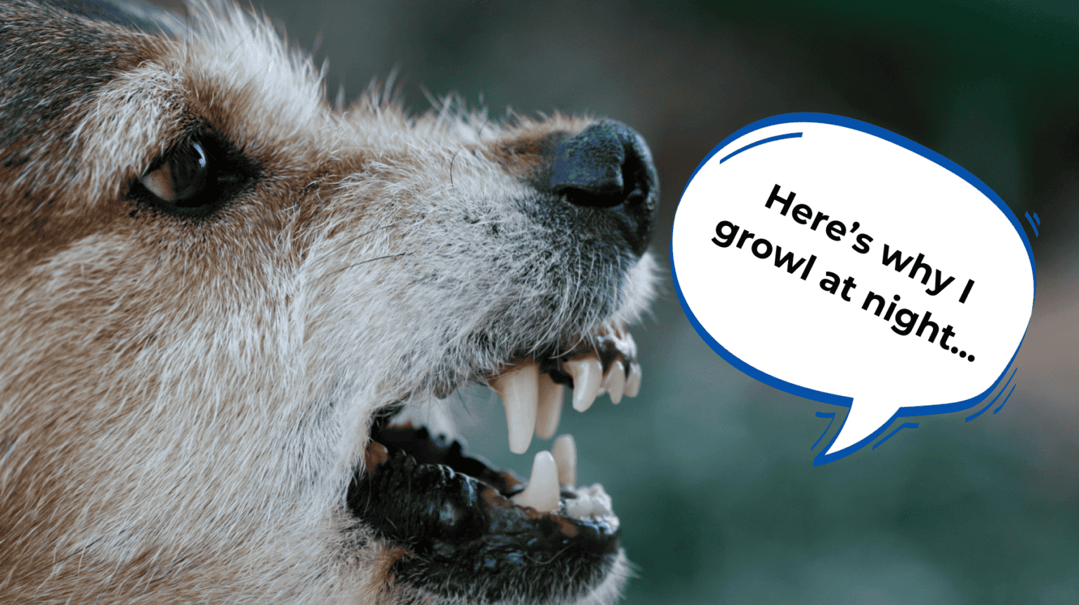 Why Is My Dog Growling At Nothing At Night: Reasons And Strategies for ...