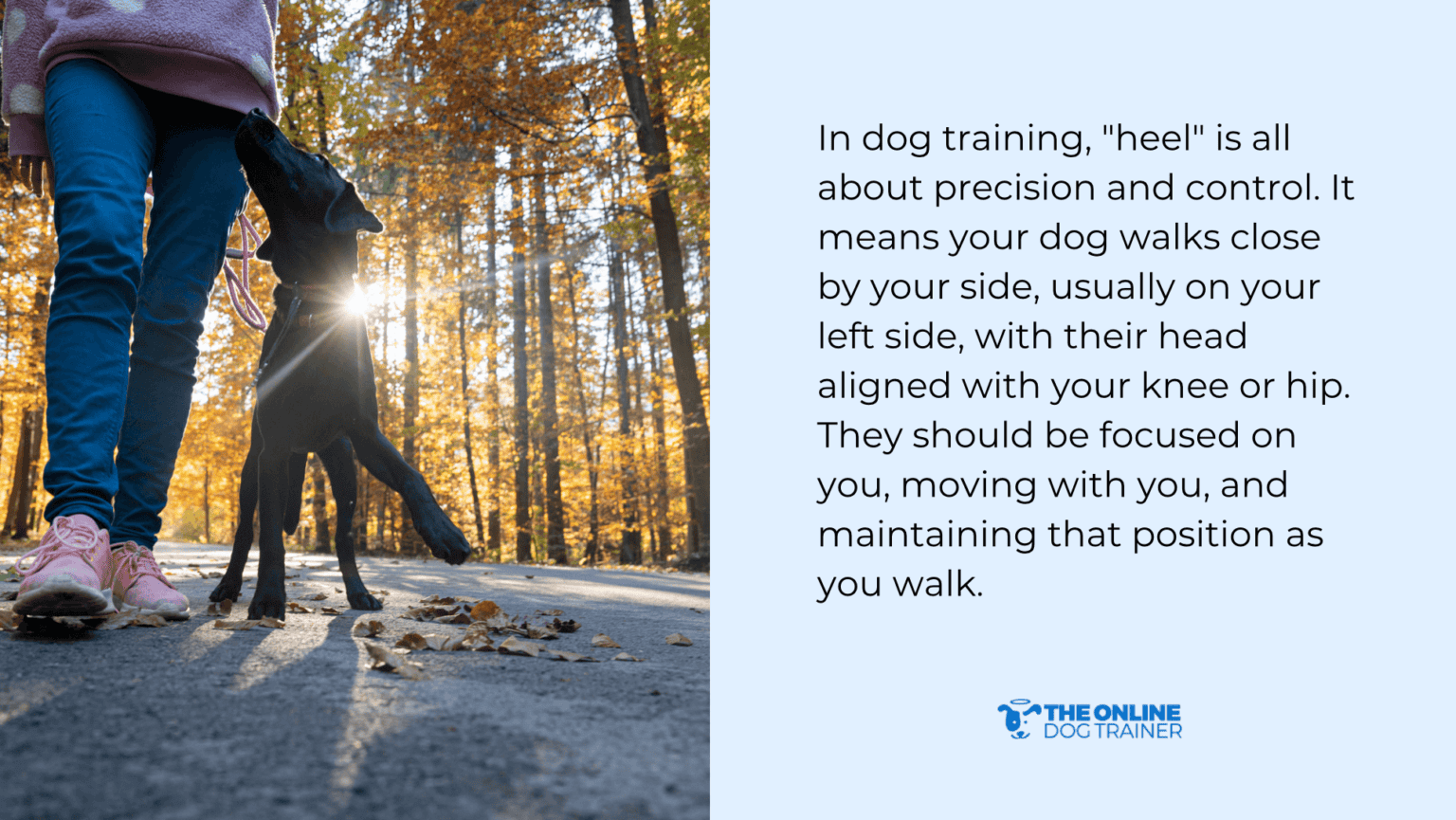 What Does 'Heel' Mean in Dog Training? A Beginner’s Guide - The Online ...