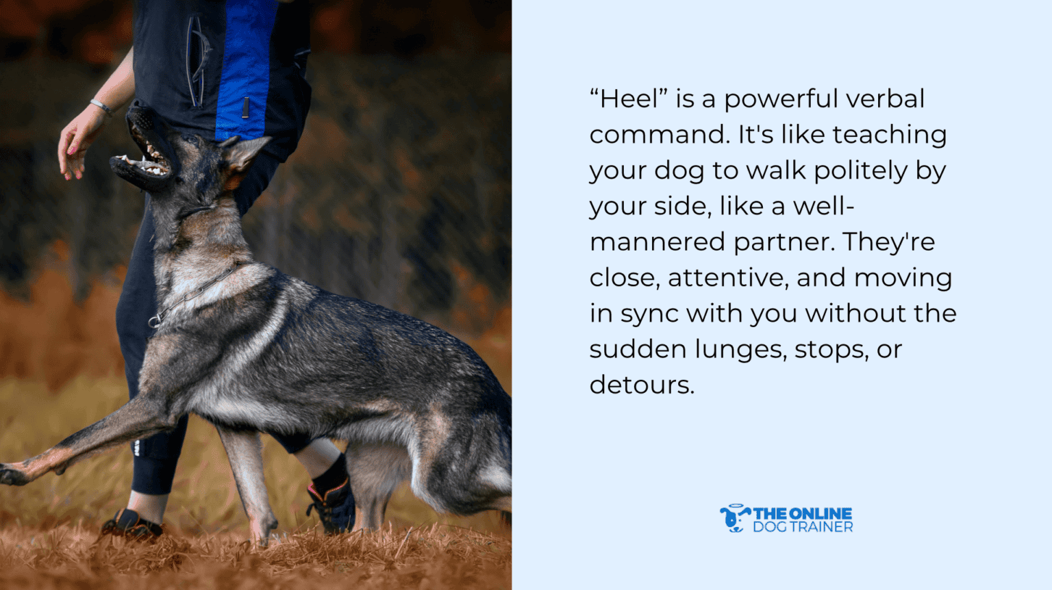 What Does 'Heel' Mean in Dog Training? A Beginner’s Guide - The Online ...