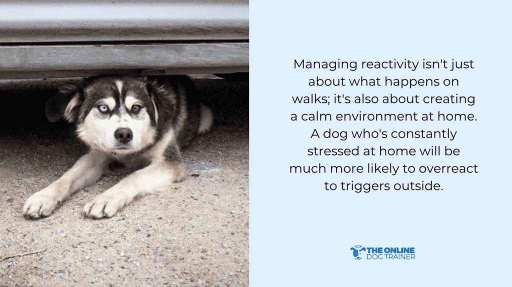 Understanding Your Dog’s Reactivity: How to Use a Dog Reactivity Chart ...