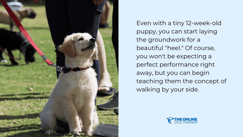 What Does 'Heel' Mean in Dog Training? A Beginner’s Guide - The Online ...