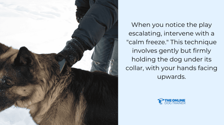Understanding Dog Biting Other Dogs' Neck: What You Need to Know