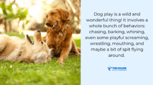 Understanding Dog Biting Other Dogs' Neck: What You Need to Know