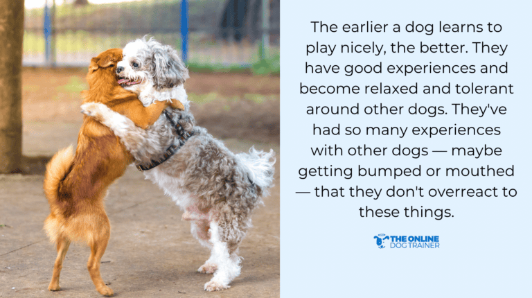 Understanding Dog Biting Other Dogs' Neck: What You Need to Know