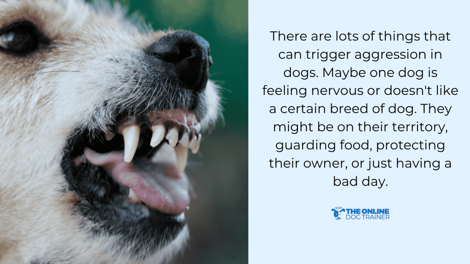 Understanding Dog Biting Other Dogs' Neck: What You Need to Know