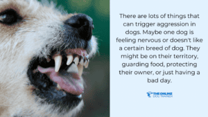 Understanding Dog Biting Other Dogs' Neck: What You Need to Know
