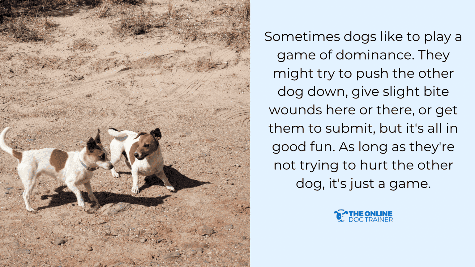 Understanding Dog Biting Other Dogs' Neck: What You Need to Know