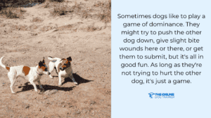 Understanding Dog Biting Other Dogs' Neck: What You Need to Know