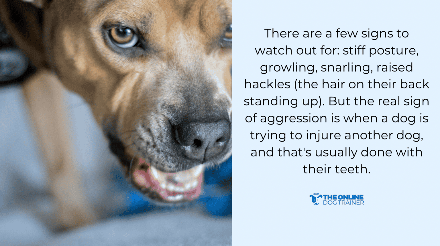 Understanding Dog Biting Other Dogs' Neck: What You Need to Know