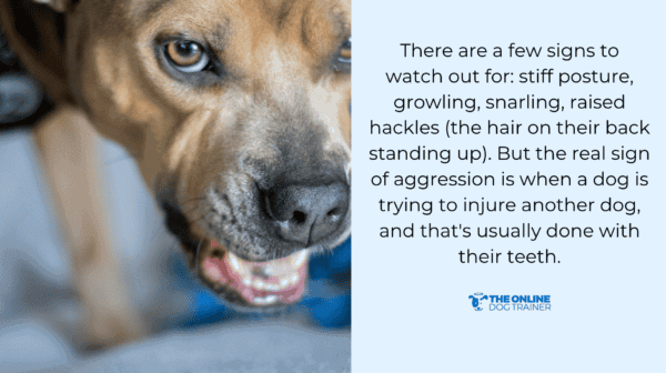 Understanding Dog Biting Other Dogs' Neck: What You Need to Know