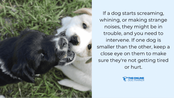 Understanding Dog Biting Other Dogs' Neck: What You Need to Know