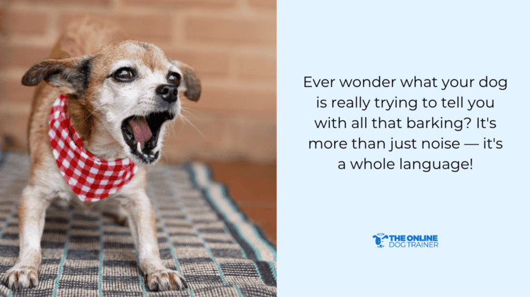 How to Stop a Puppy from Excessive Barking: A Step-by-Step Guide - The ...