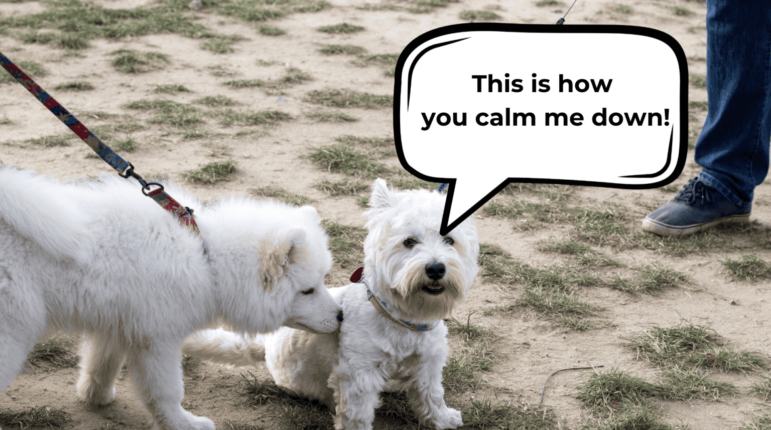 How to Calm Down a Puppy: Best Tips for Socializing Puppy - The Online ...